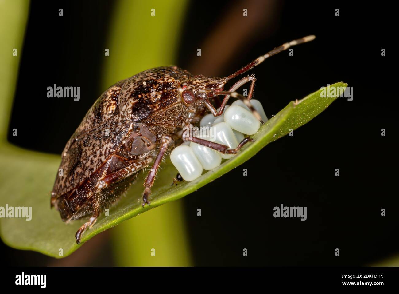 brazilian Stink Bug of the genus Antiteuchus Stock Photo - Alamy