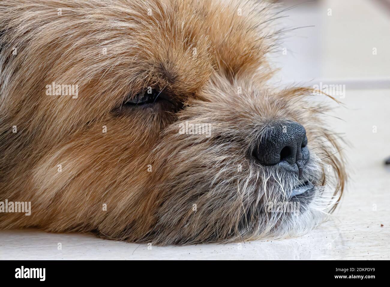 domestic dog face in close up Stock Photo - Alamy