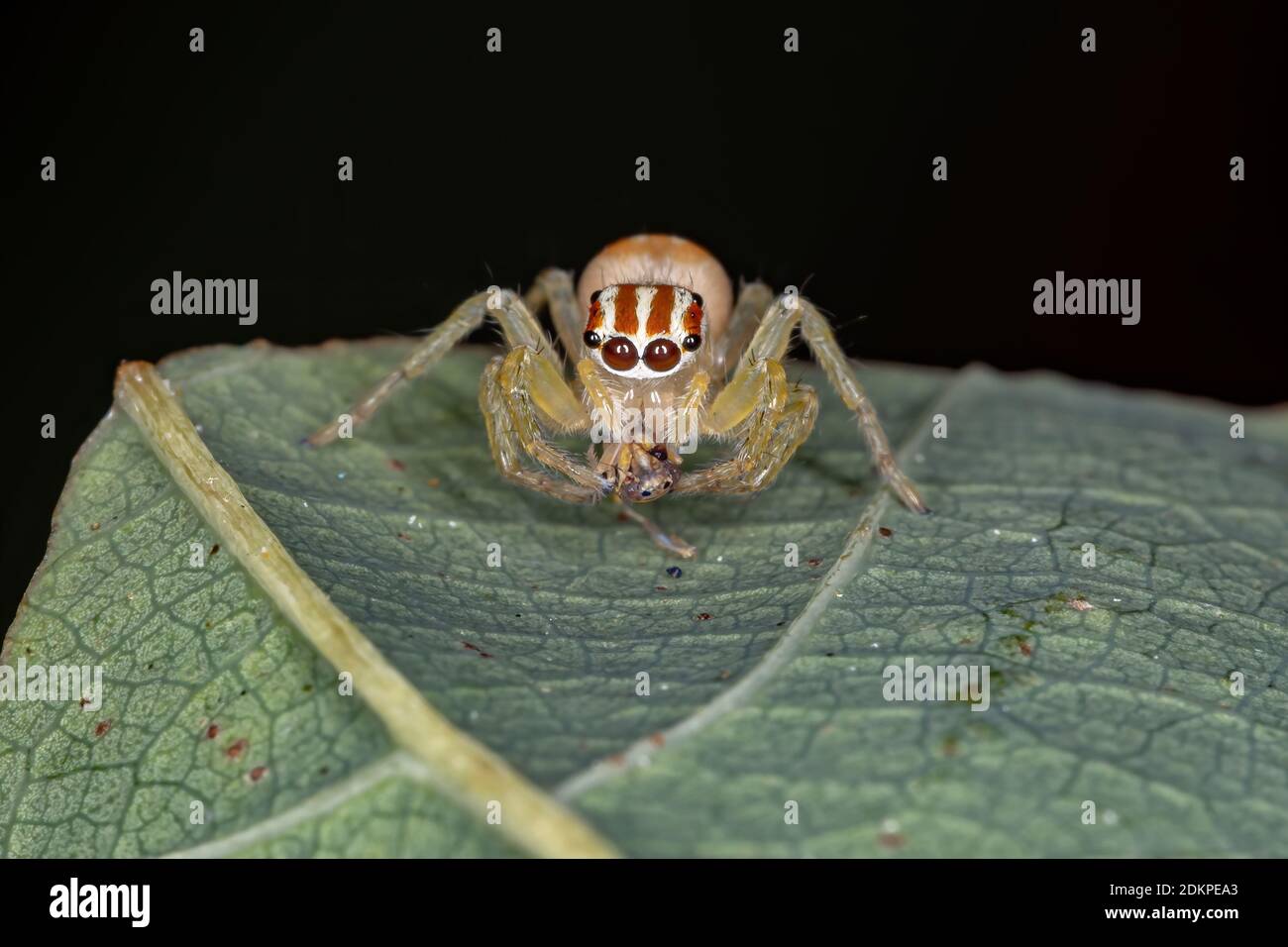 Jumping Spider of the Genus Chira Stock Photo - Alamy