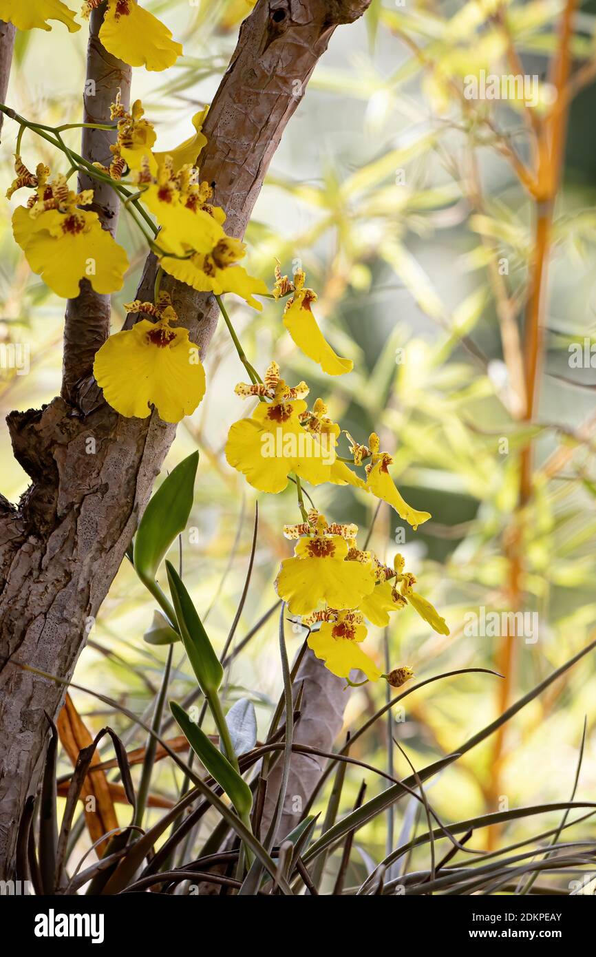 Dancing lady flower hi-res stock photography and images - Alamy