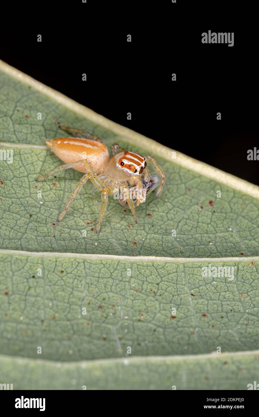 Jumping Spider of the Genus Chira Stock Photo - Alamy