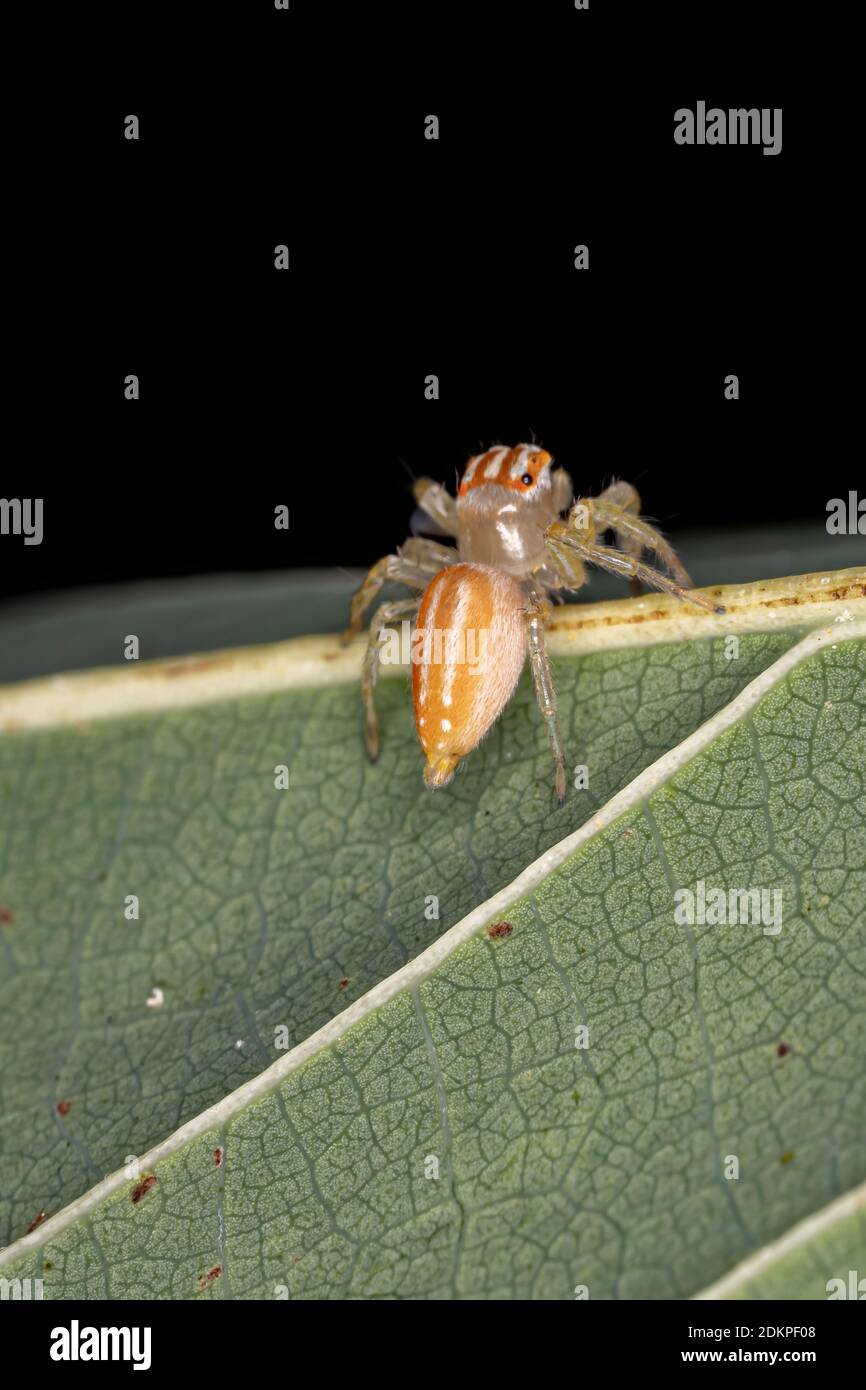 Jumping Spider of the Genus Chira Stock Photo - Alamy