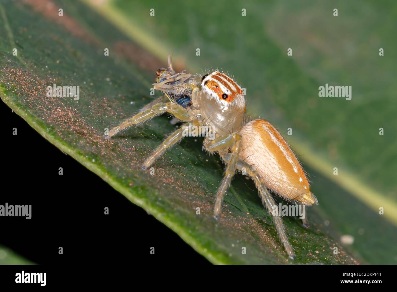 Jumping Spider of the Genus Chira Stock Photo - Alamy