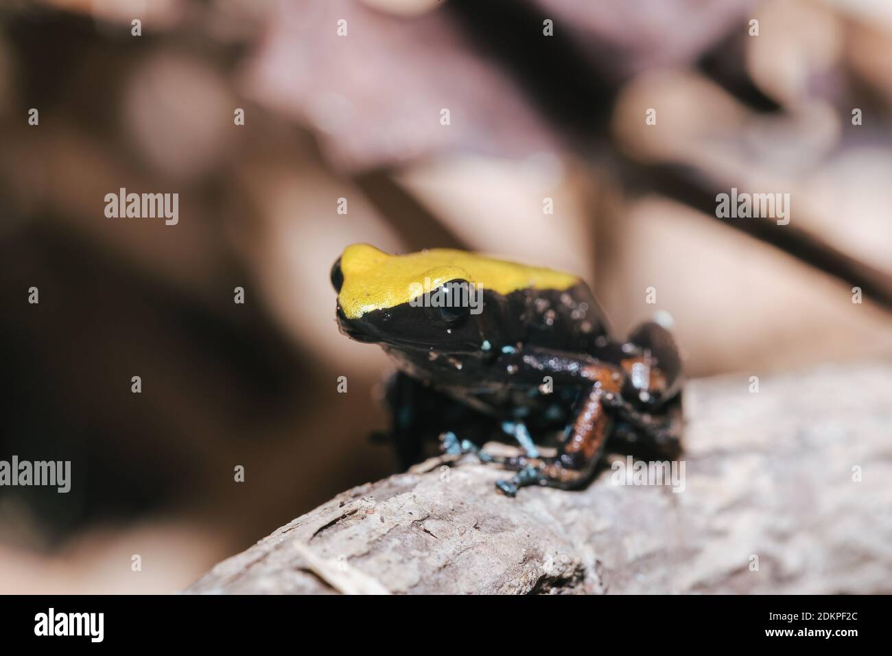 endemic frog Climbing Mantella (Mantella laevigata), species of small ...