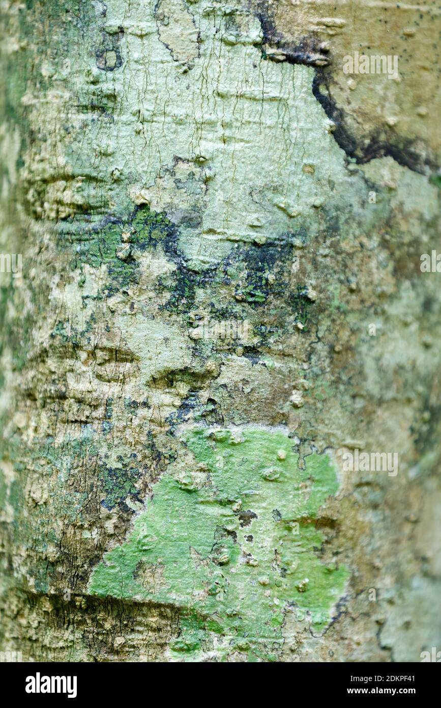 tree bark texture, pattern for background or backdrop use, Nosy mangabe ...