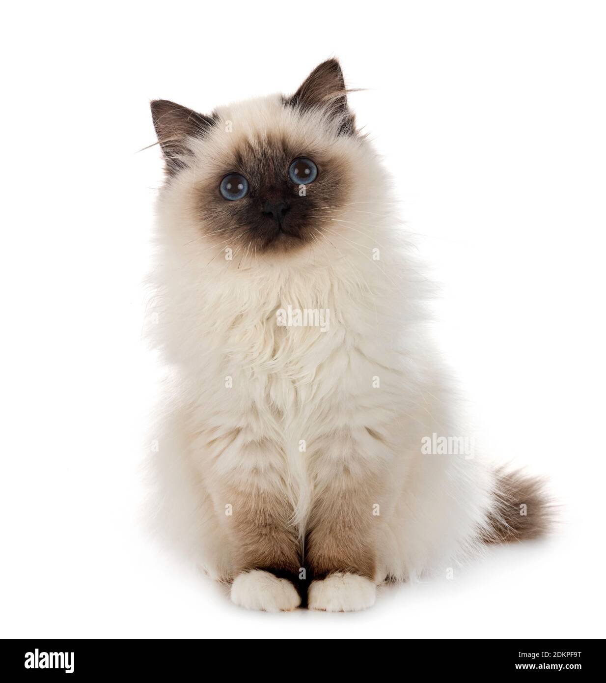 birman cat in front of white background Stock Photo - Alamy