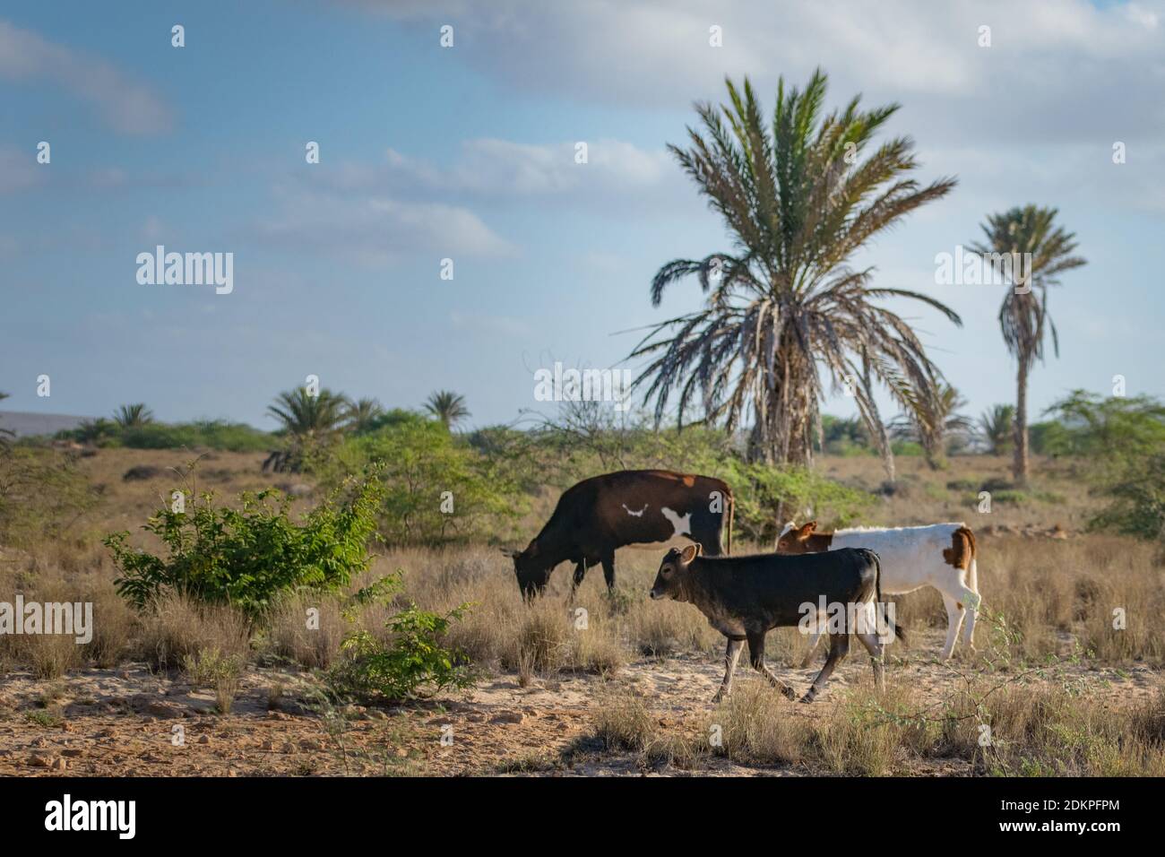 Sal cape verde animals hi-res stock photography and images - Alamy