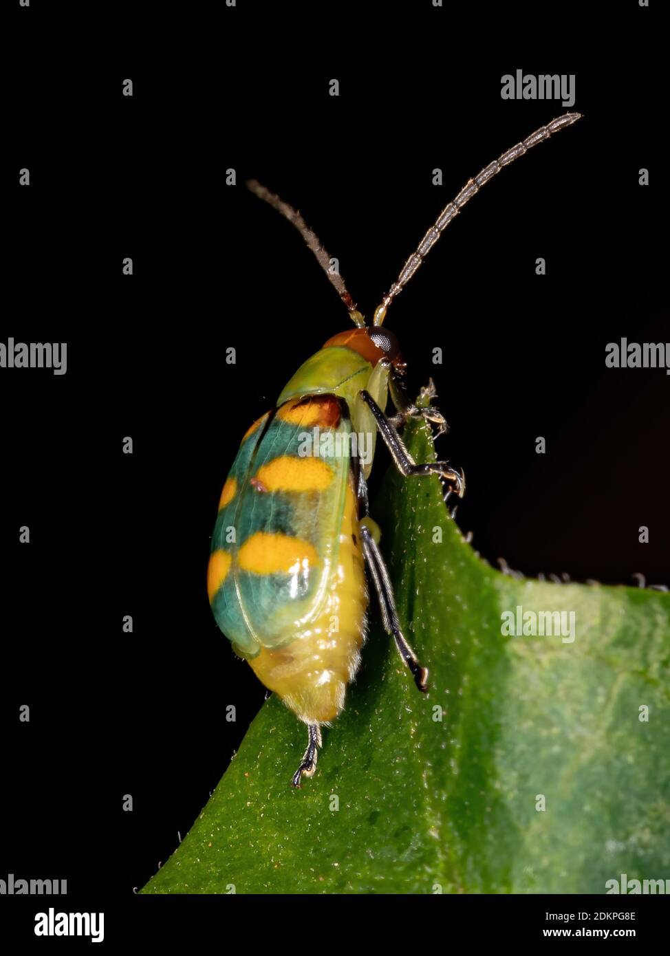 Brazilian Beetle of the species Diabrotica speciosa Stock Photo - Alamy