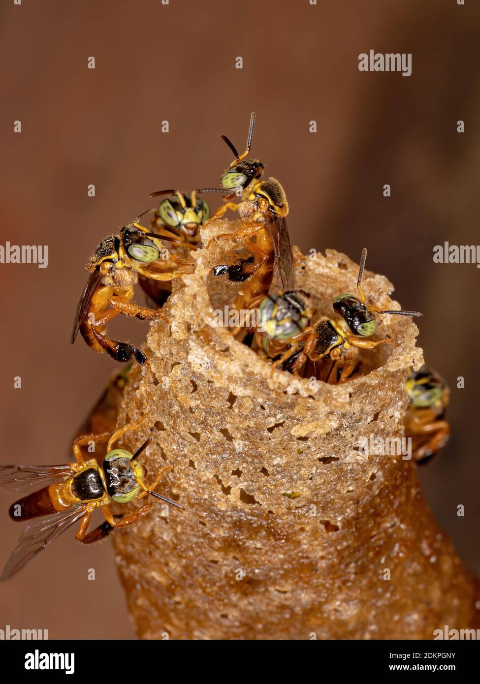 Jatai bee of the species Tetragonisca angustula Stock Photo - Alamy