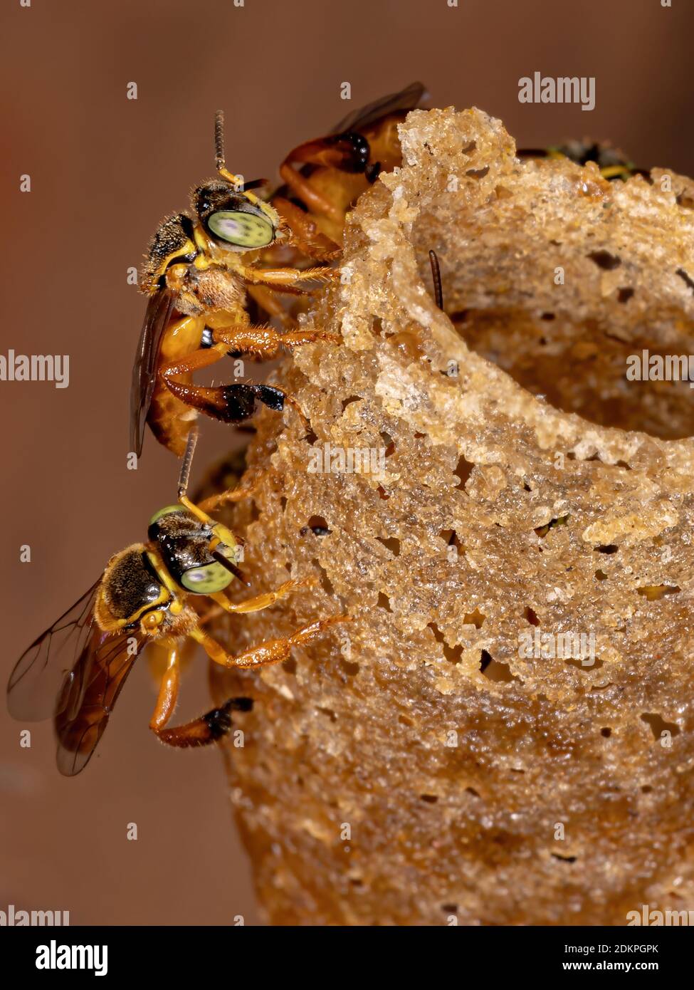 Jatai bee of the species Tetragonisca angustula Stock Photo - Alamy