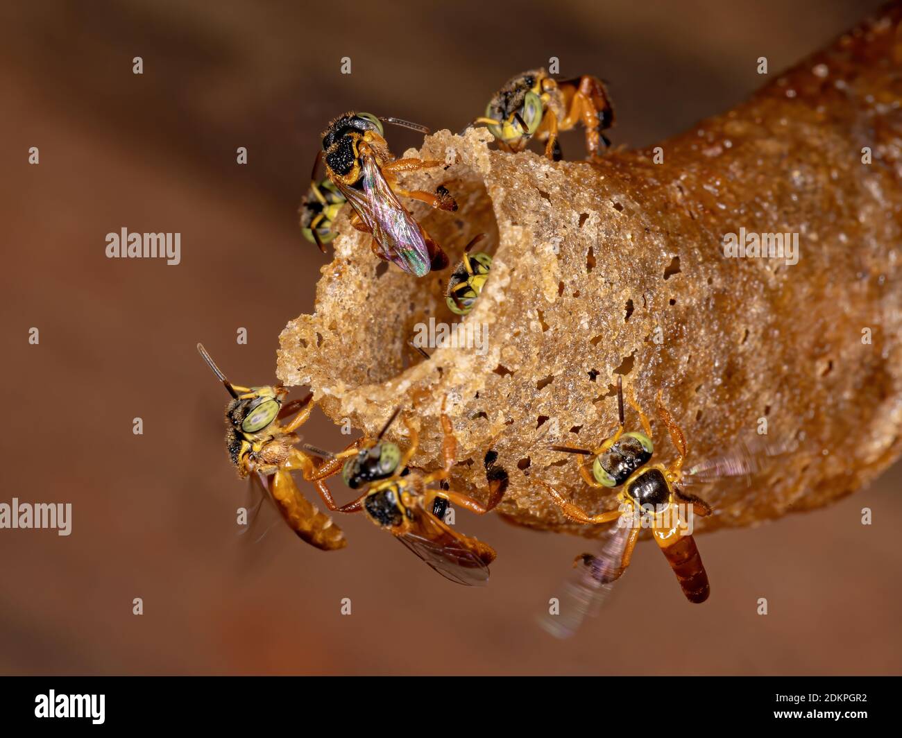 Jatai bee of the species Tetragonisca angustula Stock Photo - Alamy