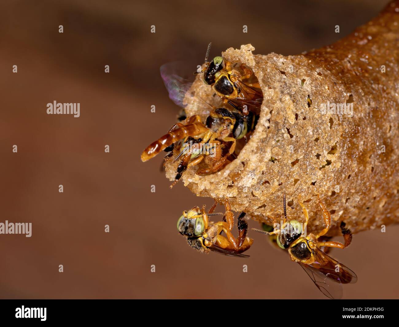 Jatai bee of the species Tetragonisca angustula Stock Photo - Alamy