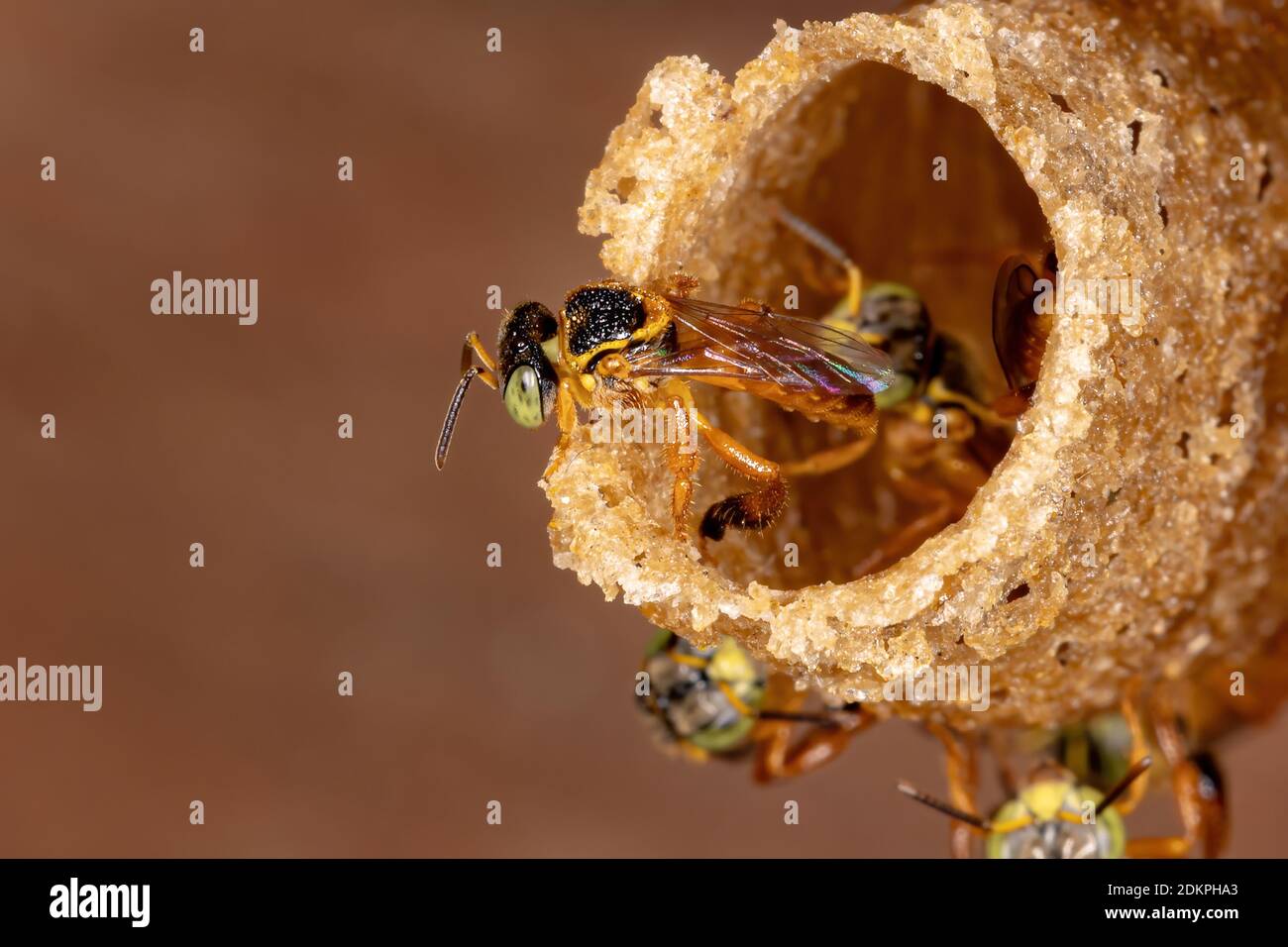 Jatai bee of the species Tetragonisca angustula Stock Photo - Alamy