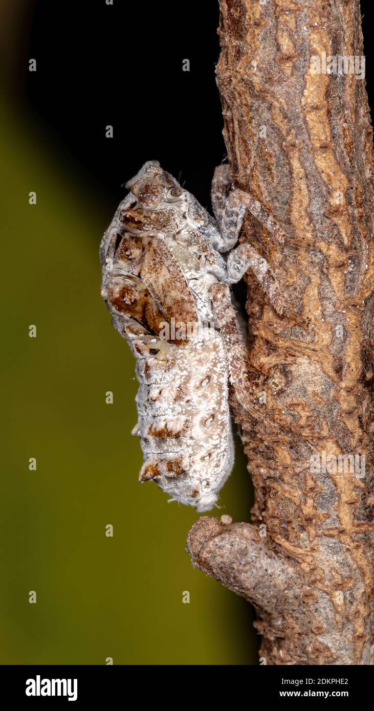 Brazilian White Planthopper of the Superfamily Fulgoroidea Stock Photo ...