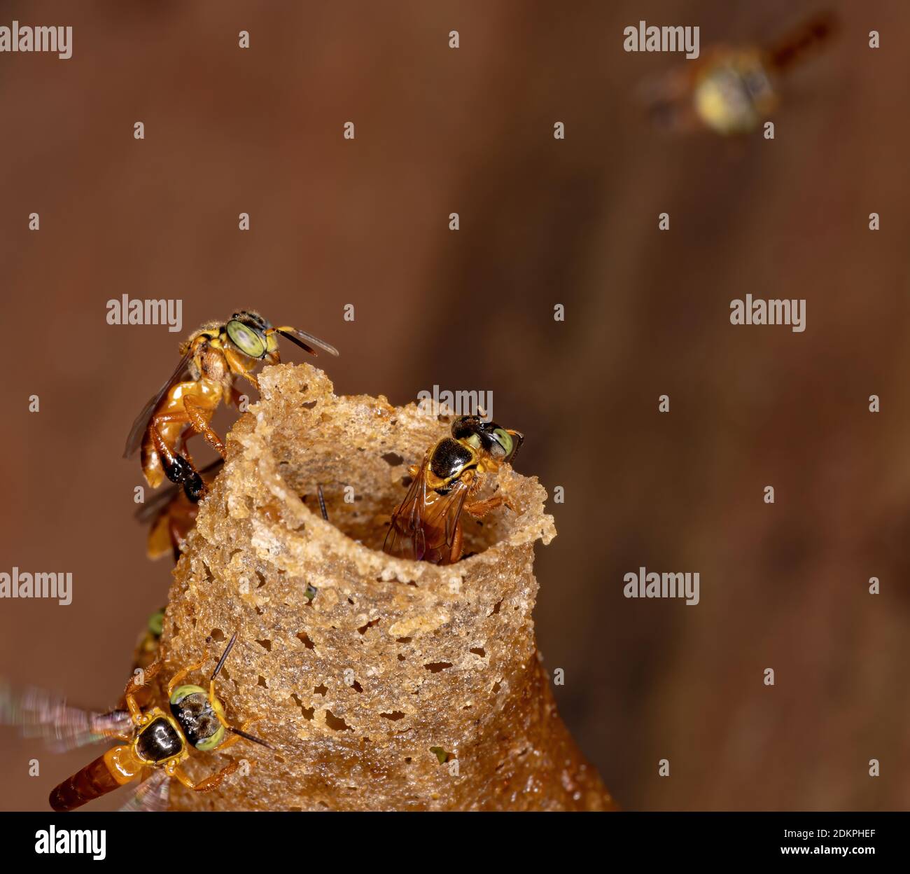 Jatai bee of the species Tetragonisca angustula Stock Photo - Alamy
