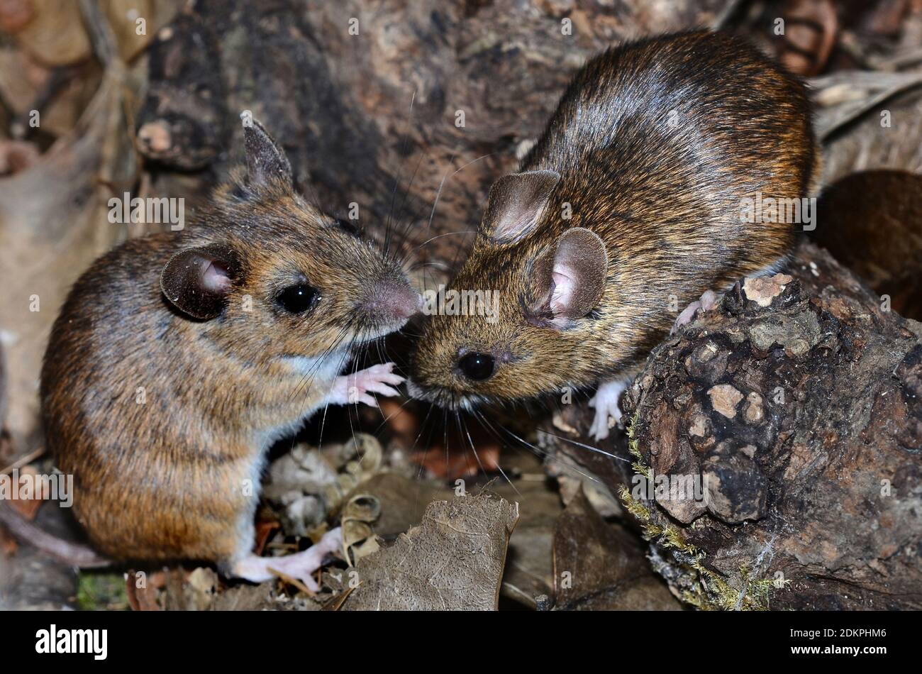 Wood Mice High Resolution Stock Photography and Images - Alamy