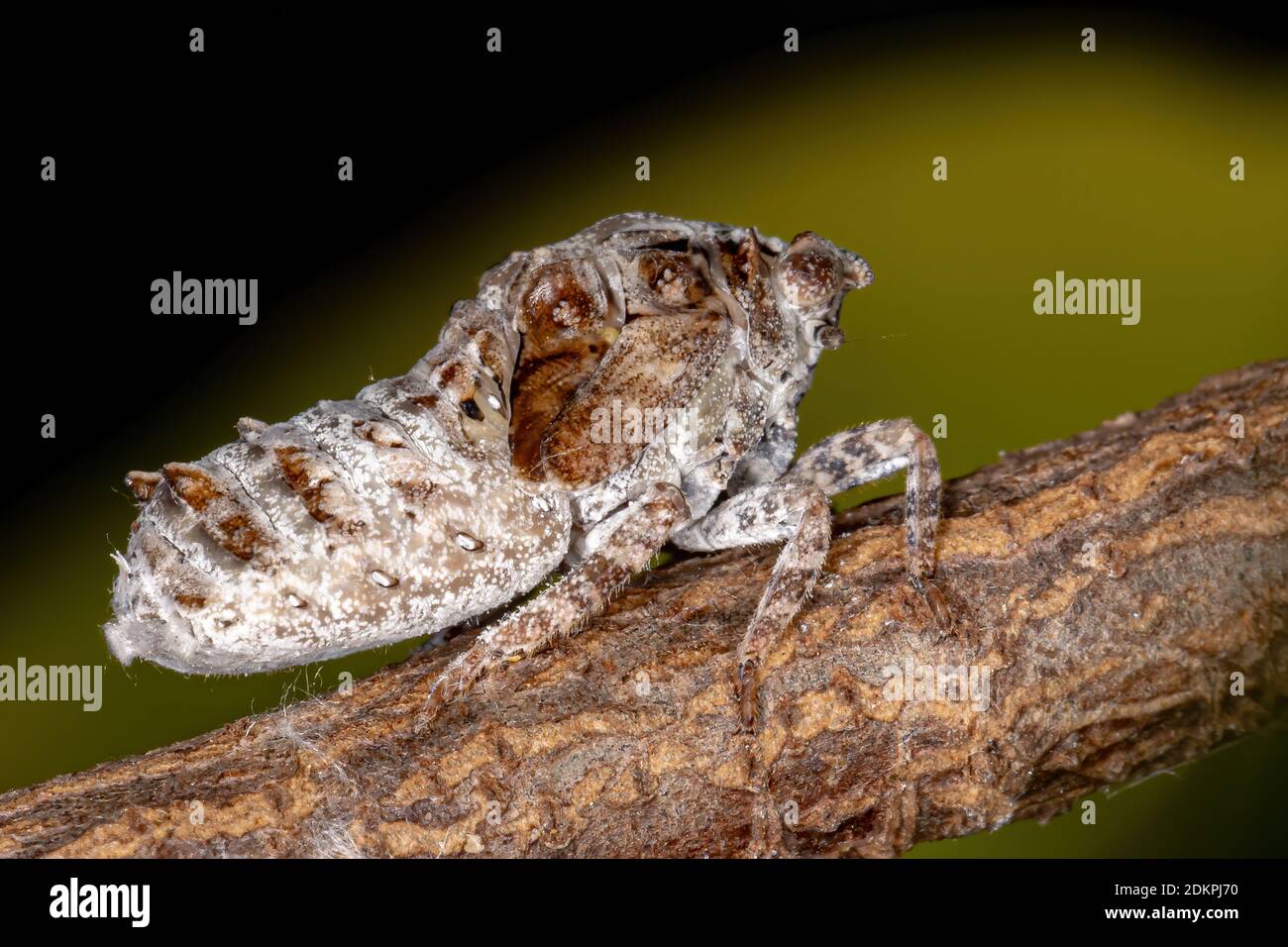Brazilian White Planthopper of the Superfamily Fulgoroidea Stock Photo ...