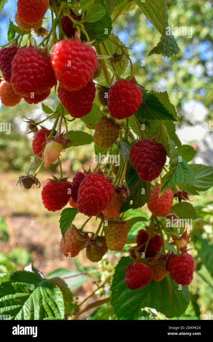 Raspberries hanging on a branch Stock Photo - Alamy