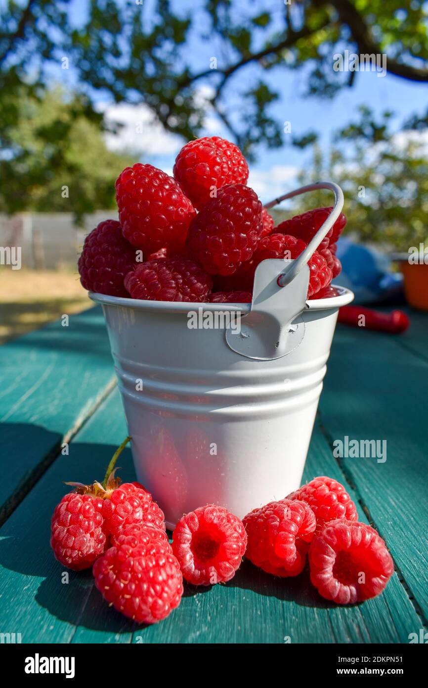 Full miniature bucket of raspberries Stock Photo - Alamy