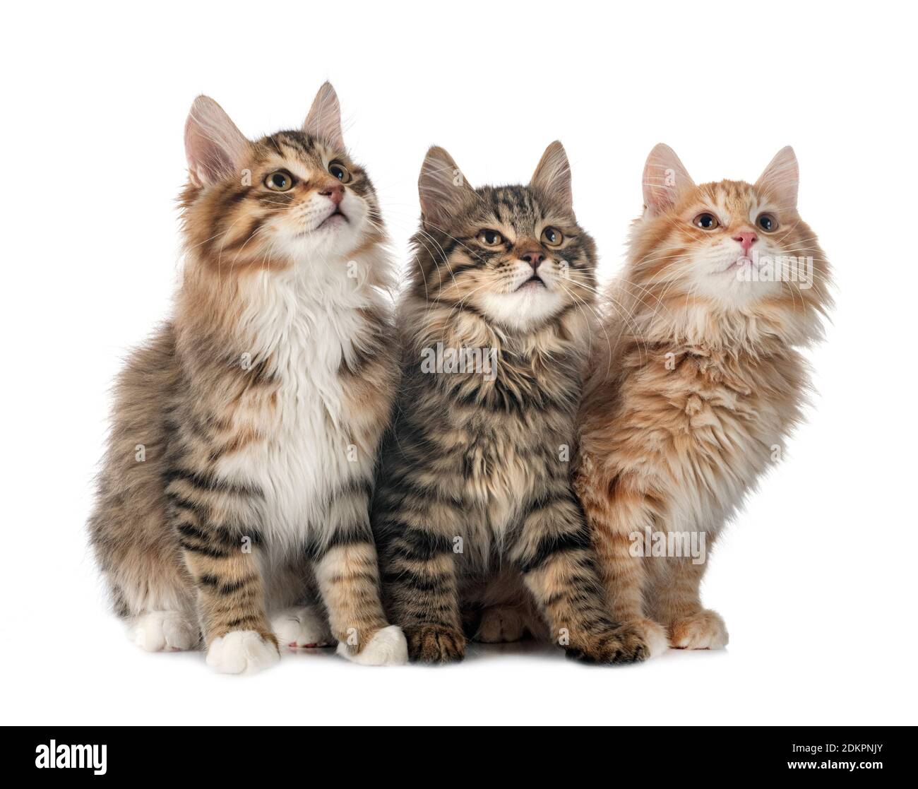 Kurilian Bobtails in front of white background Stock Photo - Alamy