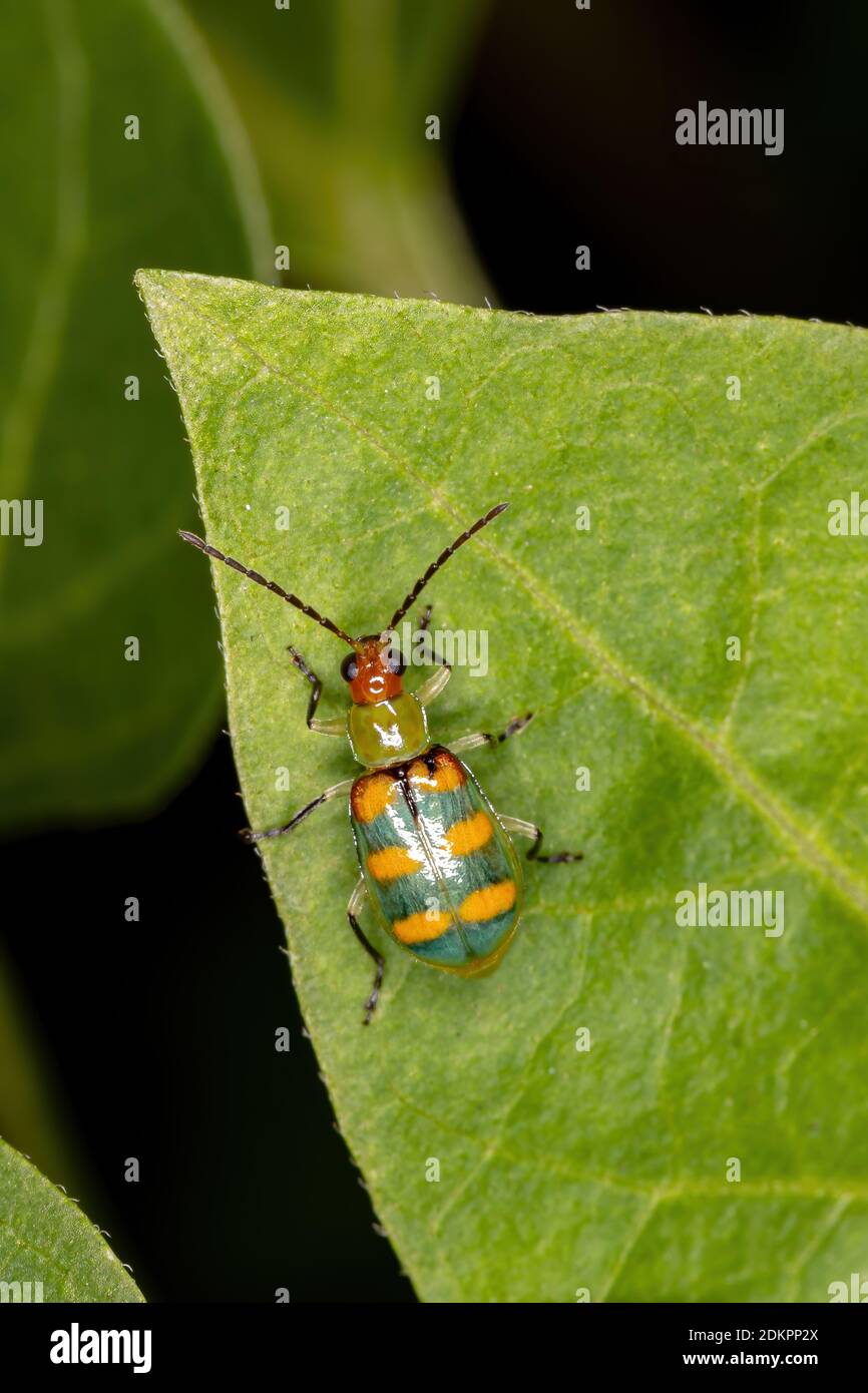 Brazilian beetle hi-res stock photography and images - Alamy