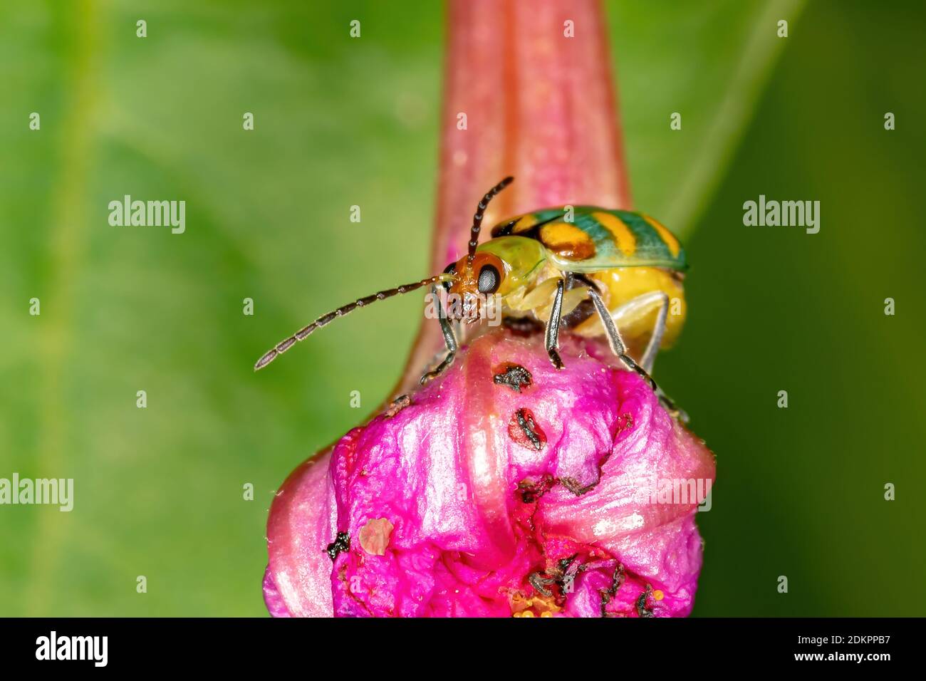 Brazilian Beetle High Resolution Stock Photography and Images - Alamy