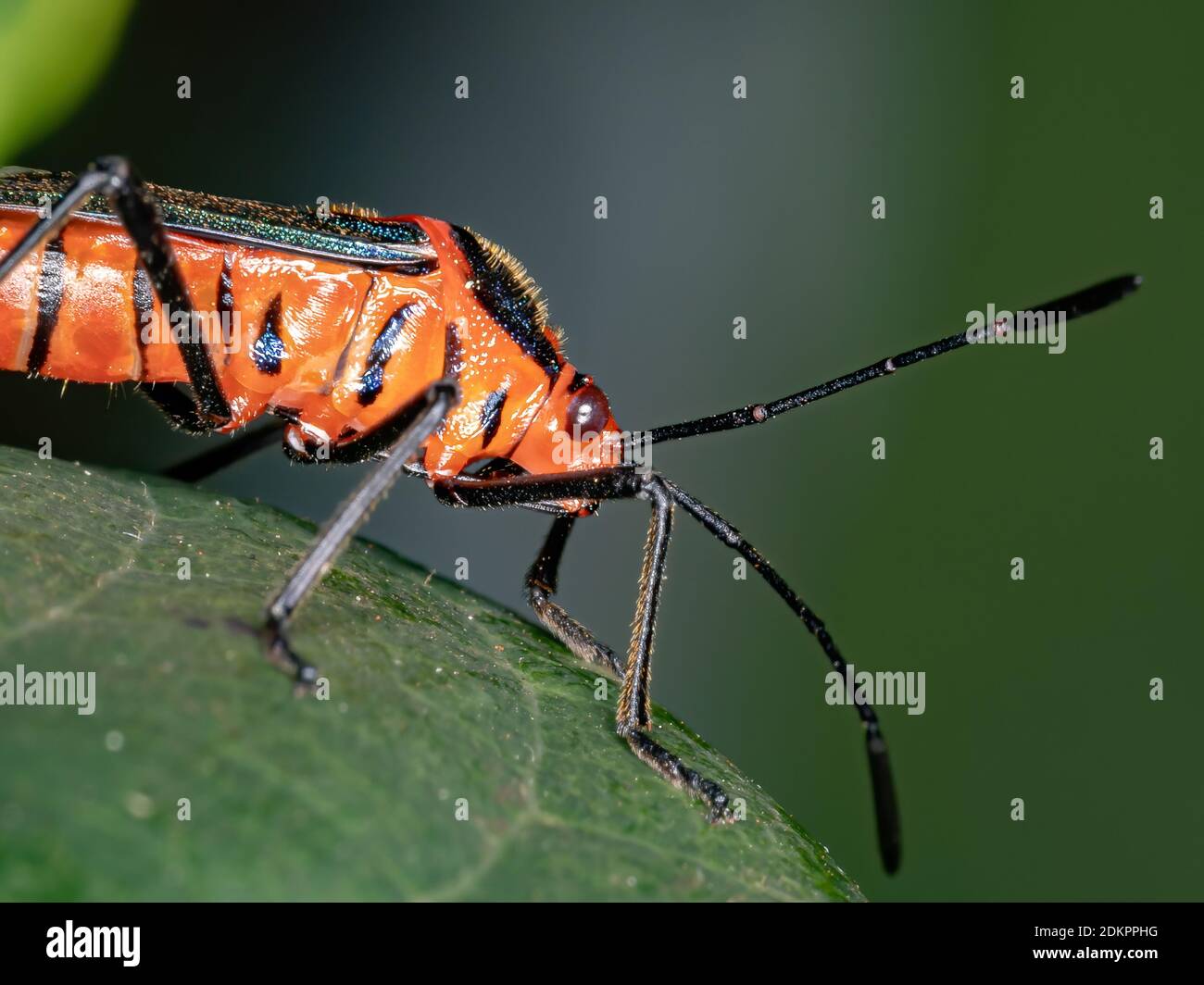 Inseto close hi-res stock photography and images - Alamy
