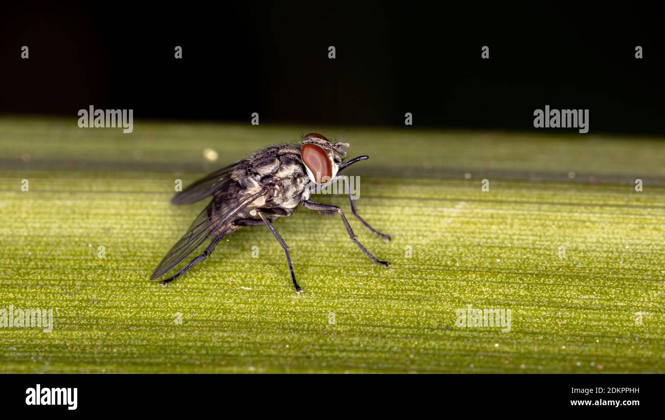 Stable Fly of the species Stomoxys calcitrans Stock Photo - Alamy