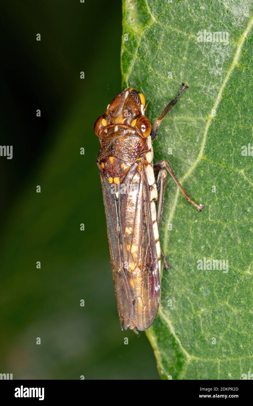 Typical Leafhopper of the Family Cicadellidae Stock Photo - Alamy