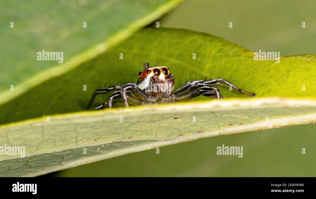 Jumping Spider of the Genus Chira Stock Photo - Alamy