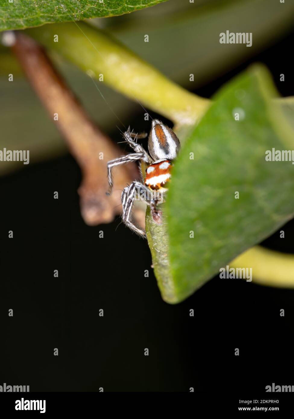 Jumping Spider of the Genus Chira Stock Photo - Alamy