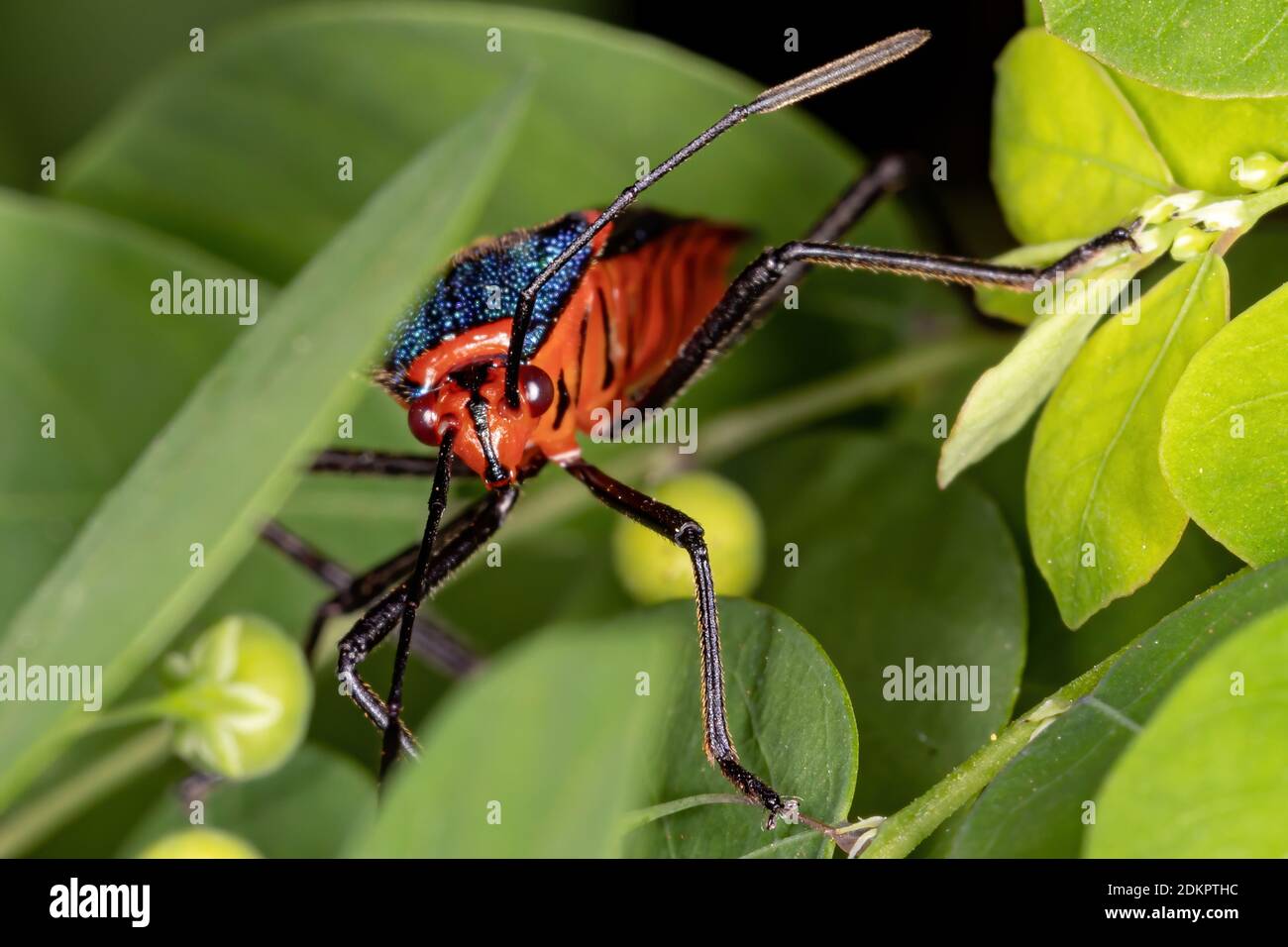 Chrysis species hi-res stock photography and images - Alamy