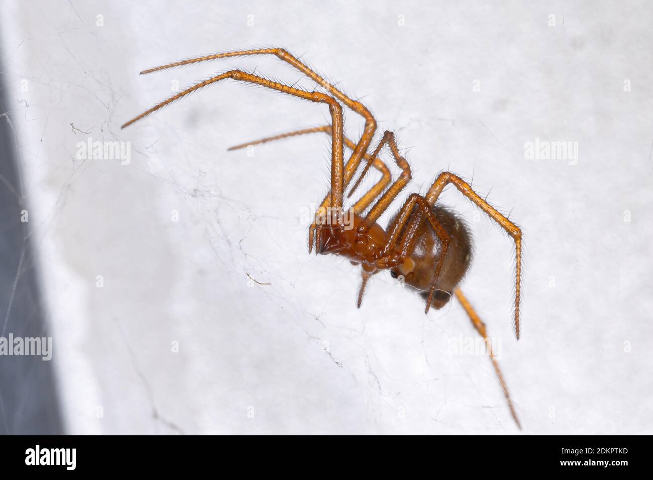 Nesticodes hi-res stock photography and images - Alamy