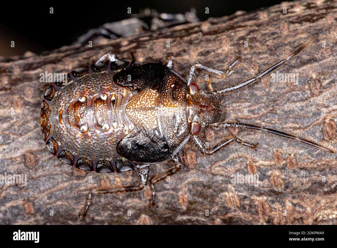 brazilian Stink Bug of the genus Antiteuchus Stock Photo - Alamy