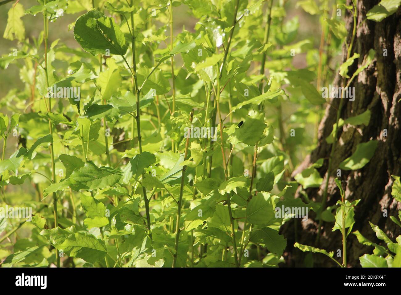 Green leaf under sun light for nature background Stock Photo - Alamy