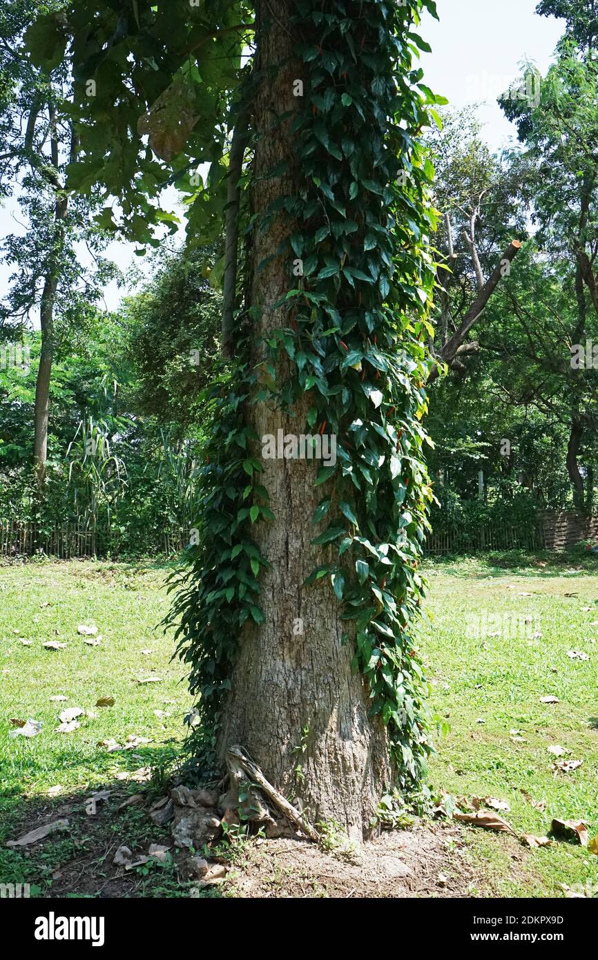 Ivy covered park scene hi-res stock photography and images - Alamy