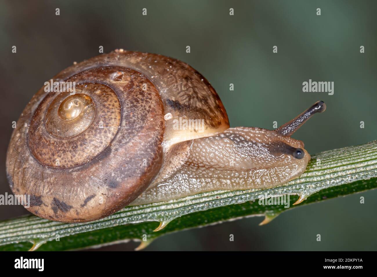 Camaenidae hi-res stock photography and images - Alamy
