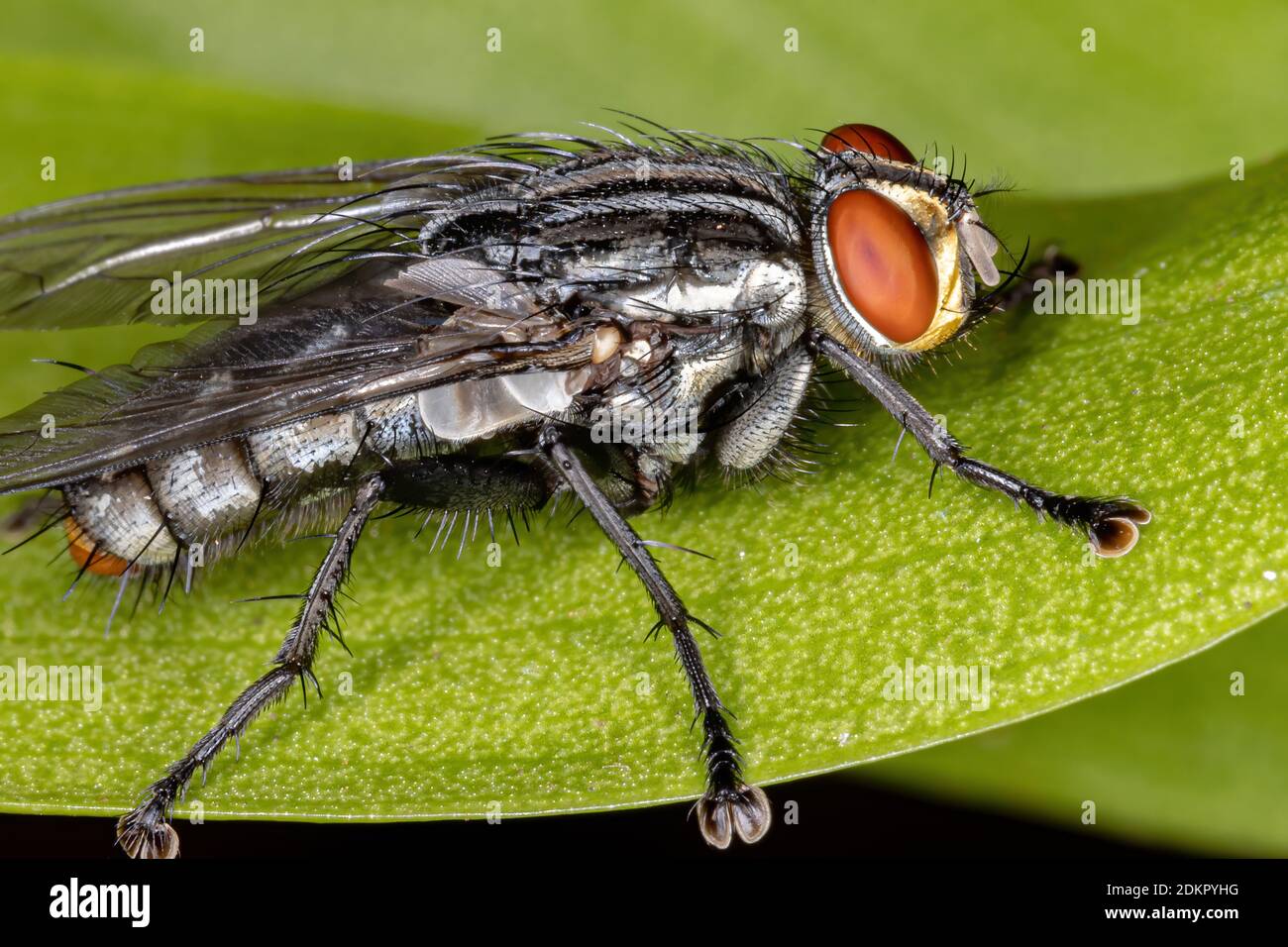 Flesh Fly of the Family Sarcophagidae Stock Photo - Alamy