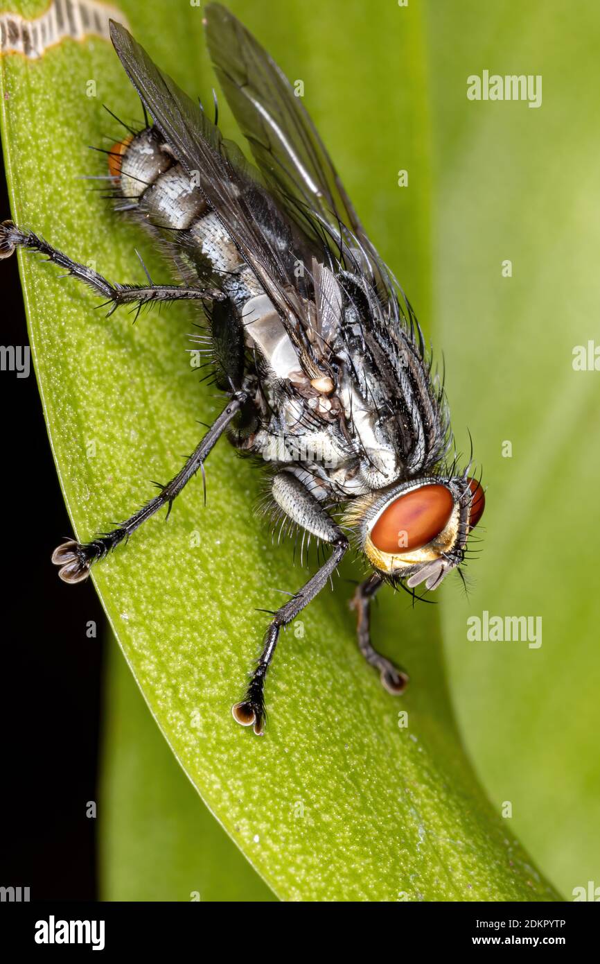 Flesh Fly of the Family Sarcophagidae Stock Photo - Alamy