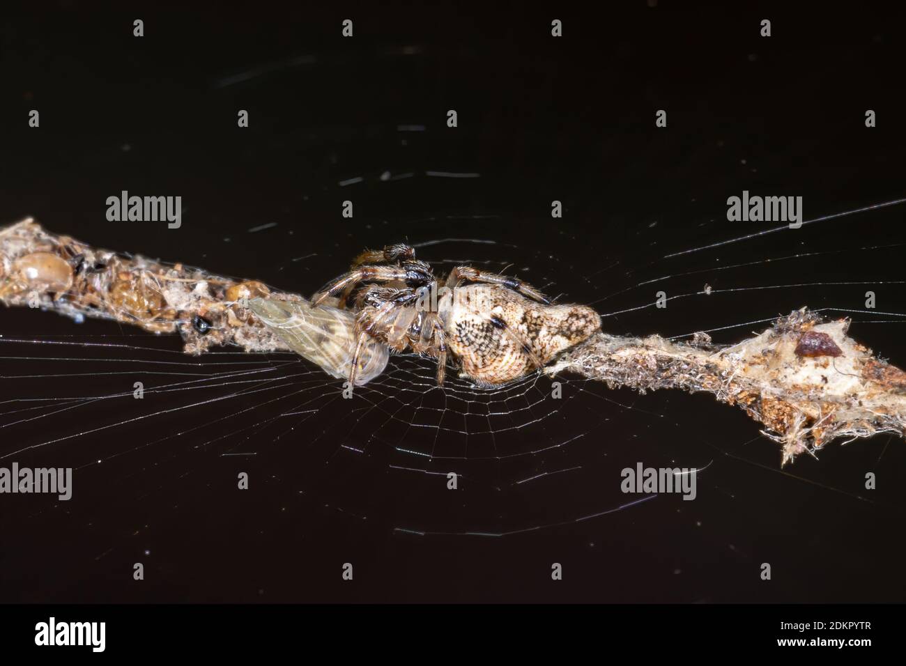 Brazilian Trashline Orbweaver of the Genus Cyclosa Stock Photo - Alamy