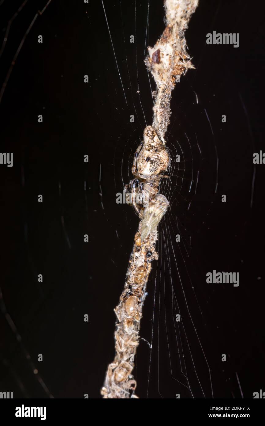 Brazilian Trashline Orbweaver of the Genus Cyclosa Stock Photo - Alamy
