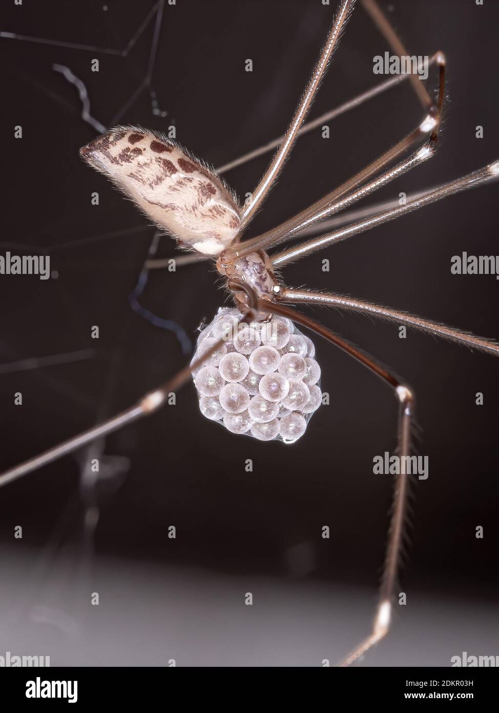 Cellar Spider of the Family Pholcidae Stock Photo - Alamy