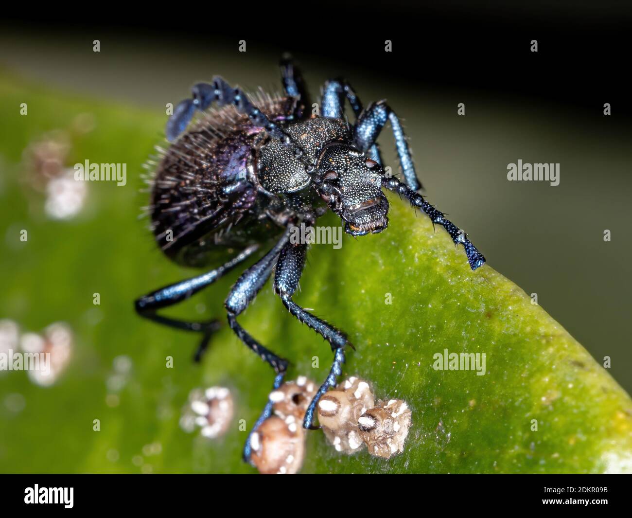 Comb-clawed Darkling Beetle of the Subtribe Xystropodina Stock Photo ...