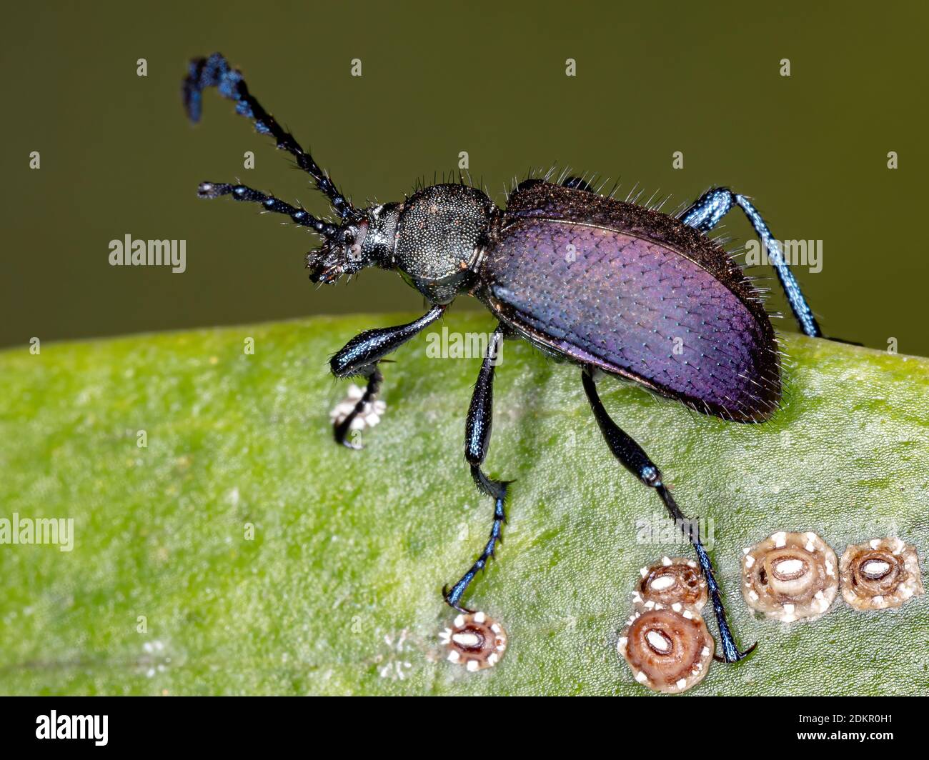 Comb-clawed Darkling Beetle of the Subtribe Xystropodina Stock Photo ...