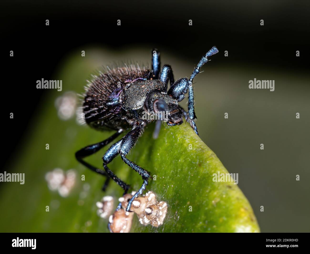 Comb-clawed Darkling Beetle of the Subtribe Xystropodina Stock Photo ...