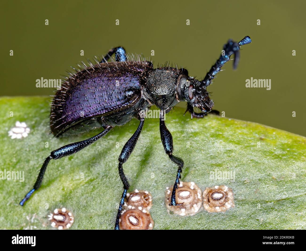 Comb-clawed Darkling Beetle of the Subtribe Xystropodina Stock Photo ...