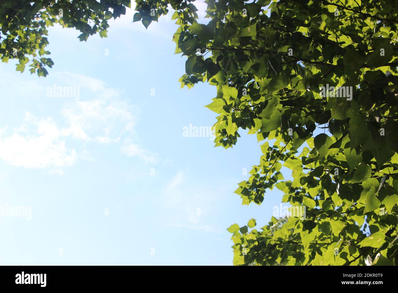Green leaf under sun light for nature background Stock Photo - Alamy