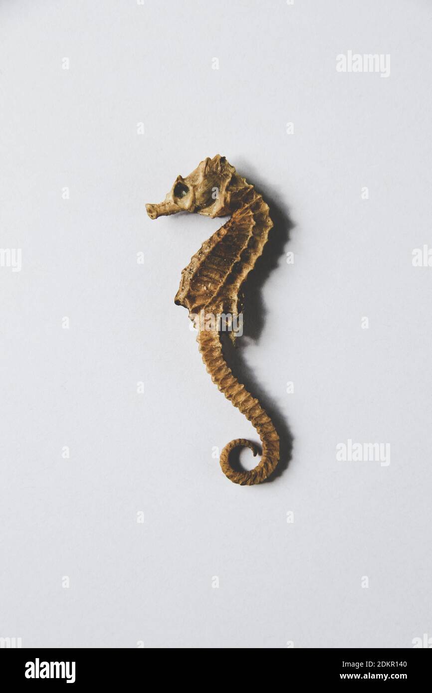 Dry seahorse closeup view on a white background Stock Photo - Alamy