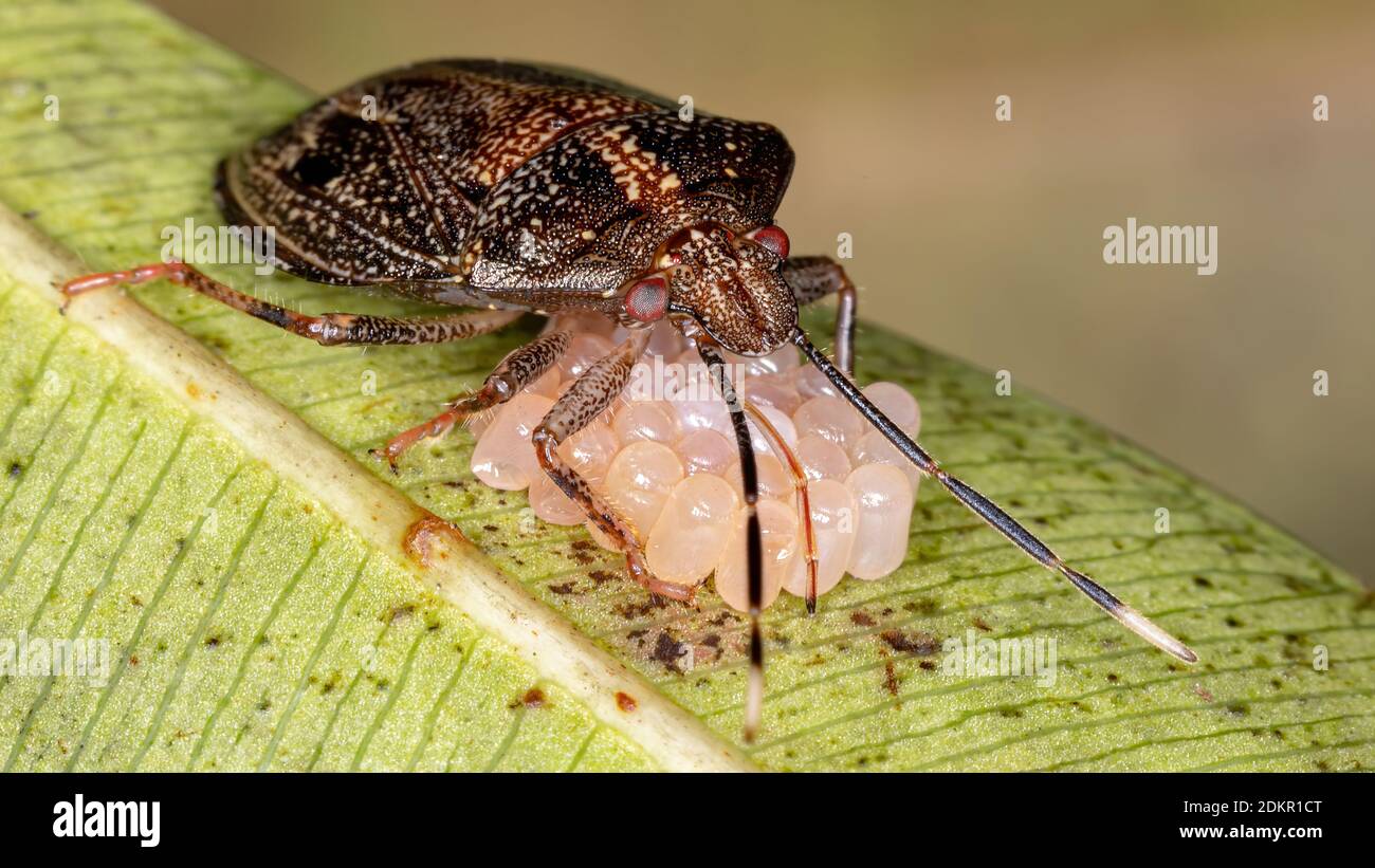 brazilian Stink Bug of the genus Antiteuchus Stock Photo - Alamy