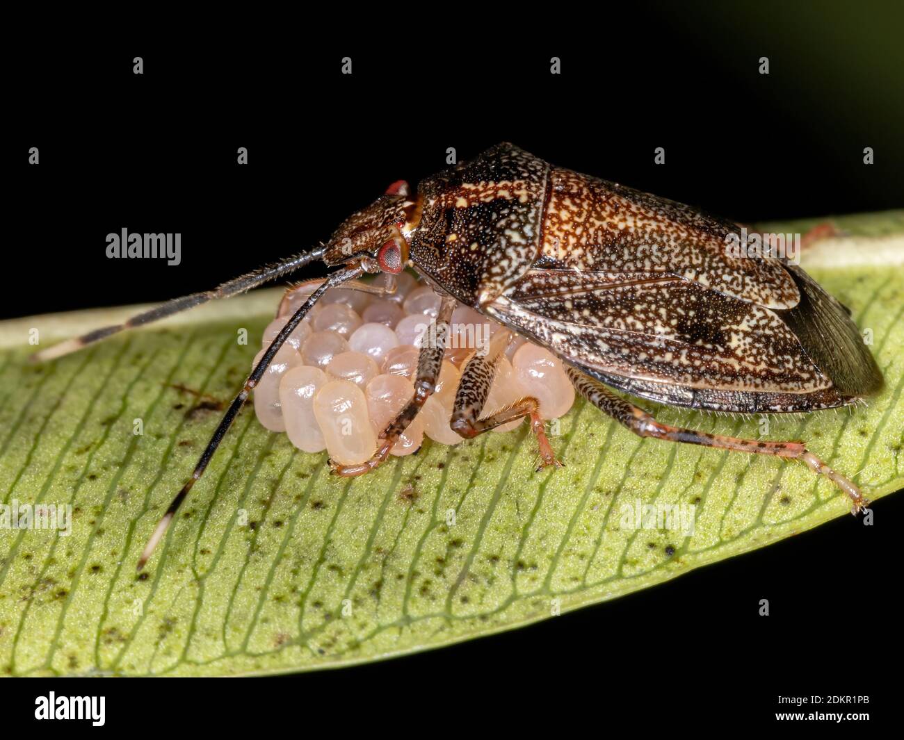 brazilian Stink Bug of the genus Antiteuchus Stock Photo - Alamy